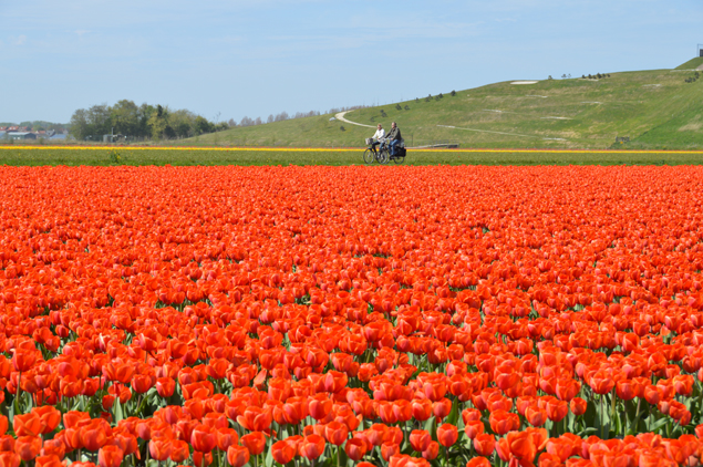 Os Campos de Tulipas e o Parque Keukenhof na Holanda | Fabi Gama ...